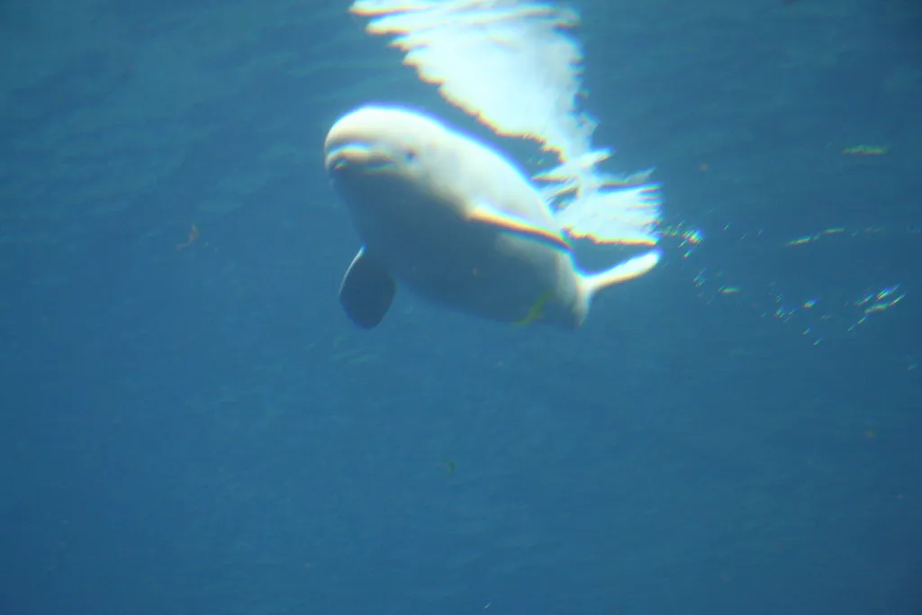 Beluga Whale - Marine Creature Guide | OhMyDive